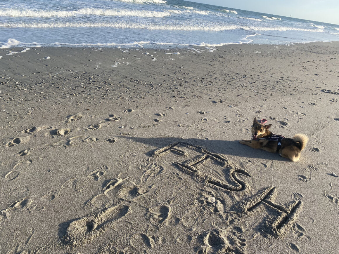 Homepage - Viking Veterinary Services