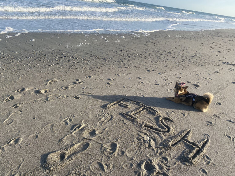 Homepage - Viking Veterinary Services