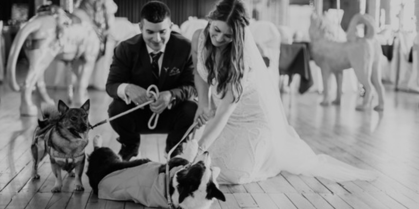 Homepage - Viking Veterinary Services