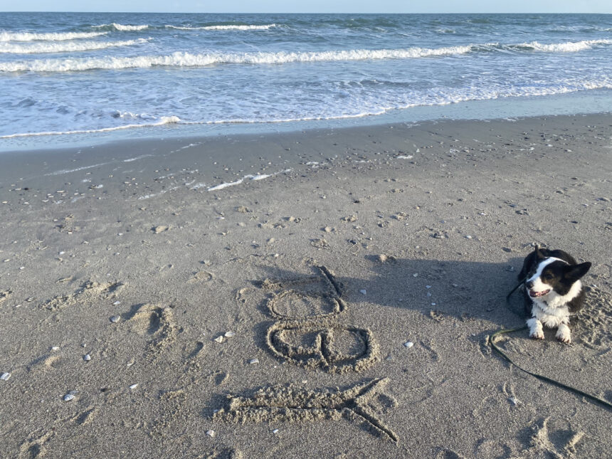 Homepage - Viking Veterinary Services