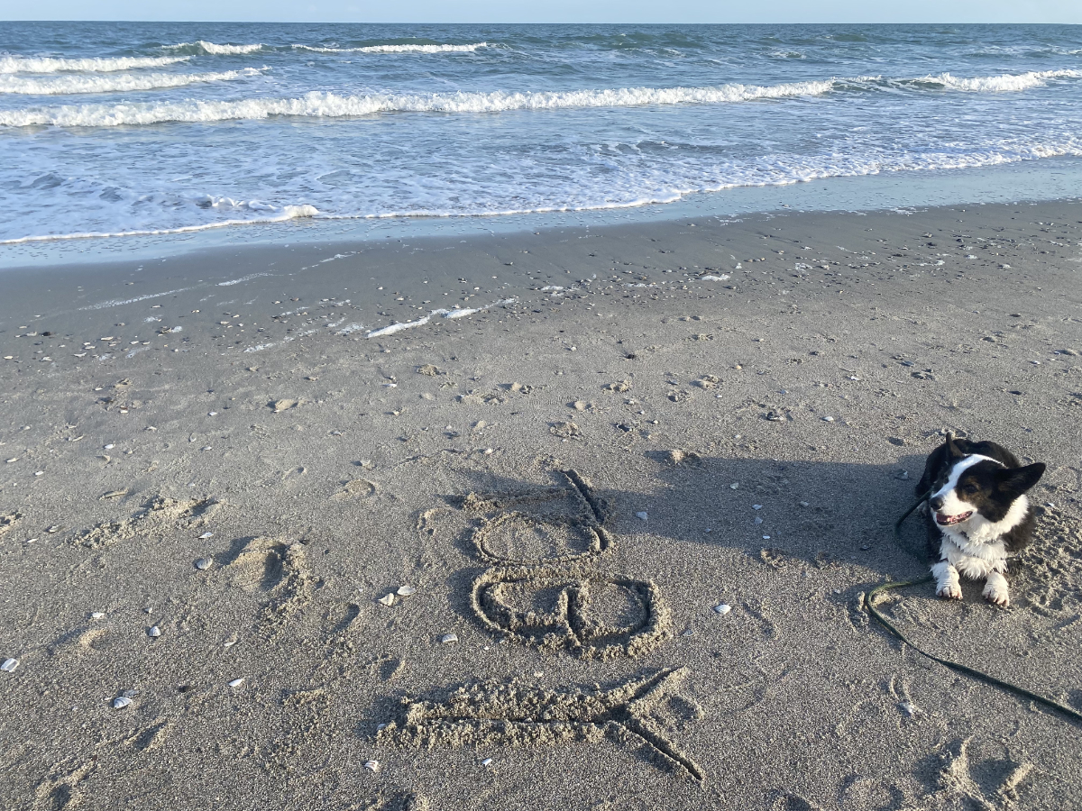 Homepage - Viking Veterinary Services