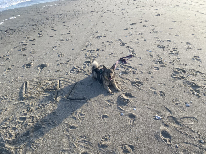 Homepage - Viking Veterinary Services