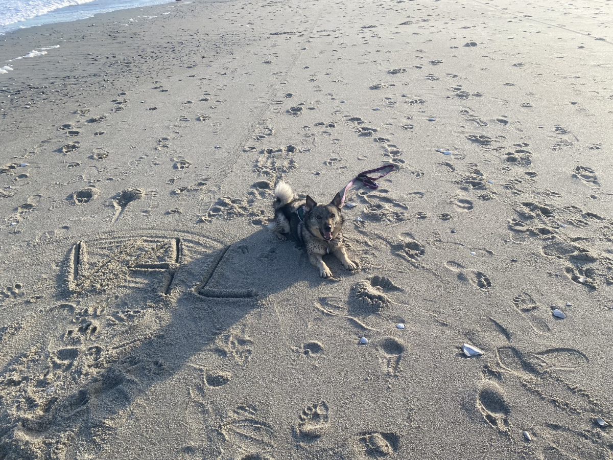 Homepage - Viking Veterinary Services