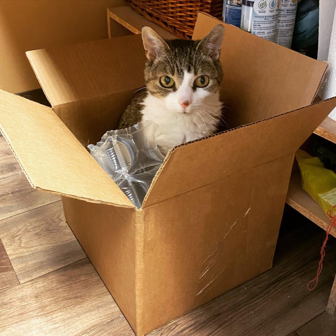 Homepage - Viking Veterinary Services