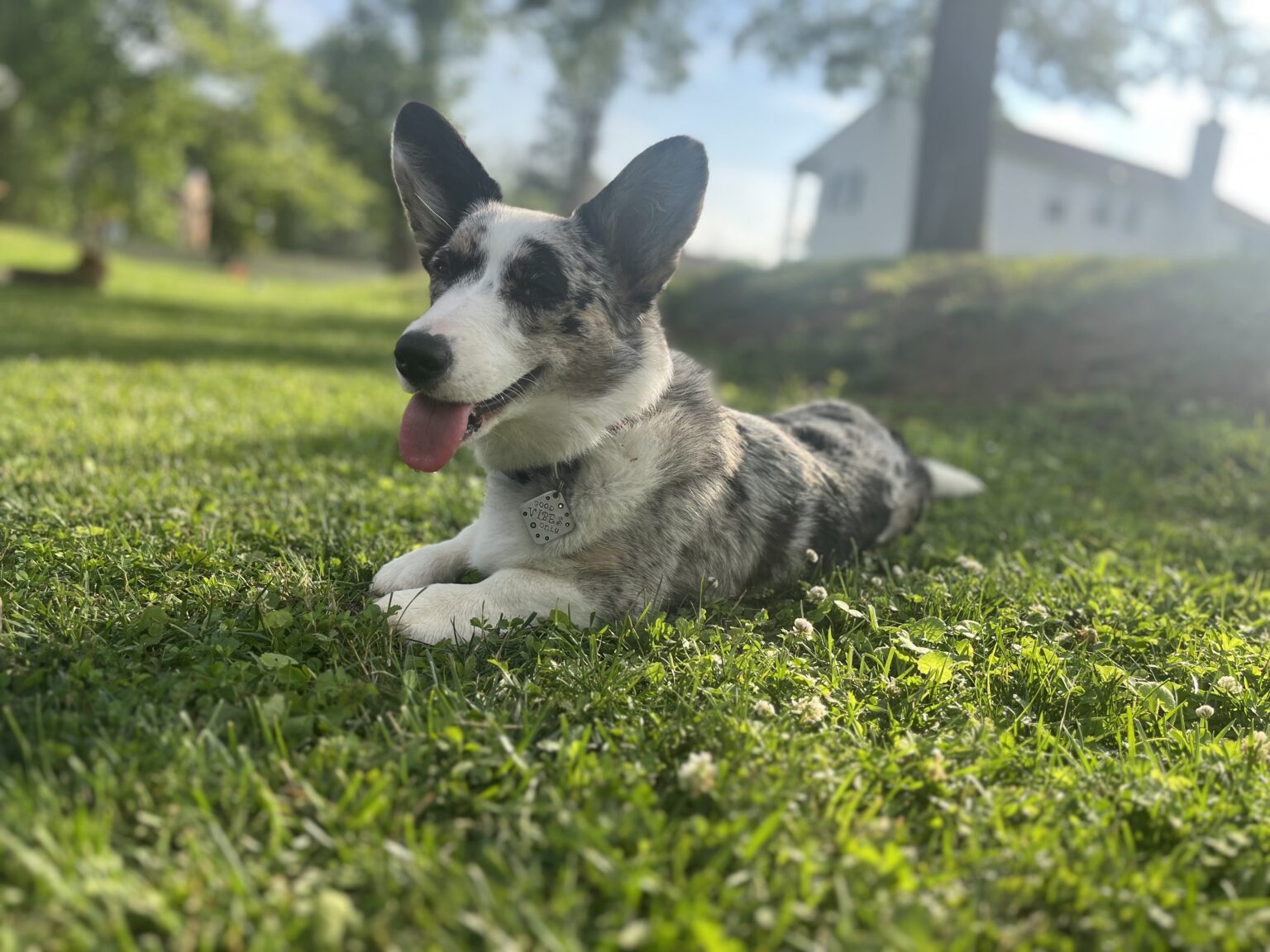 Homepage - Viking Veterinary Services