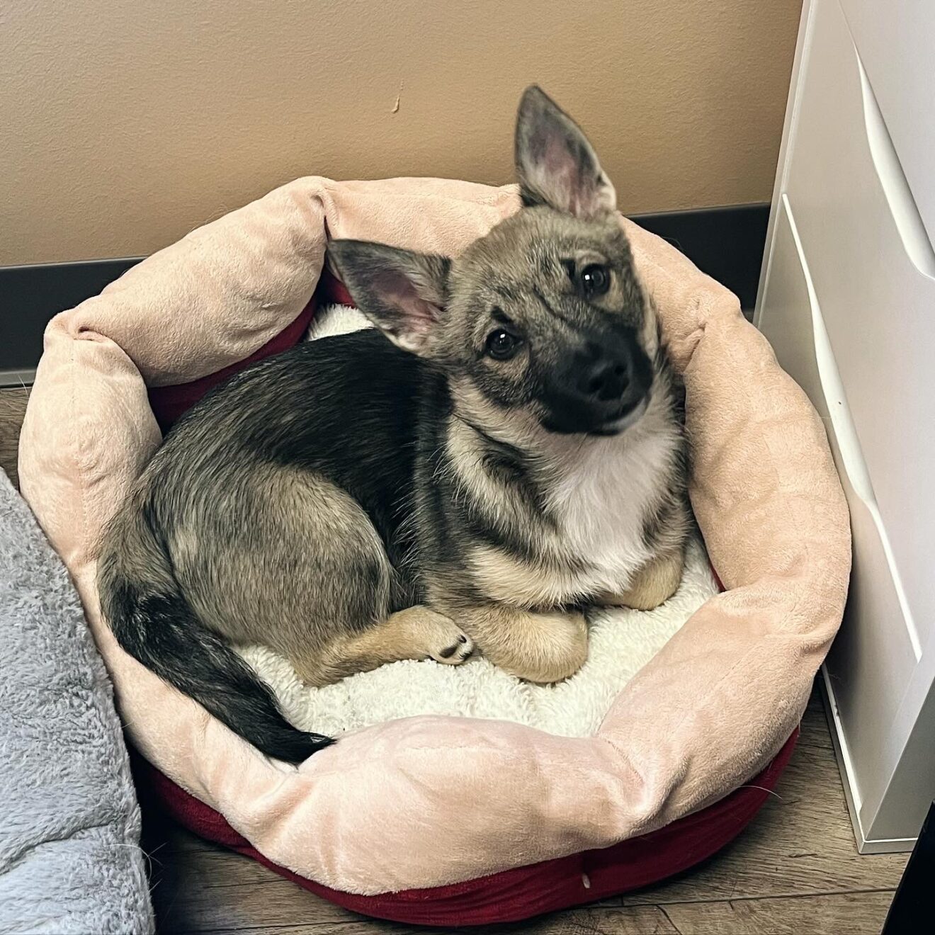 Homepage - Viking Veterinary Services