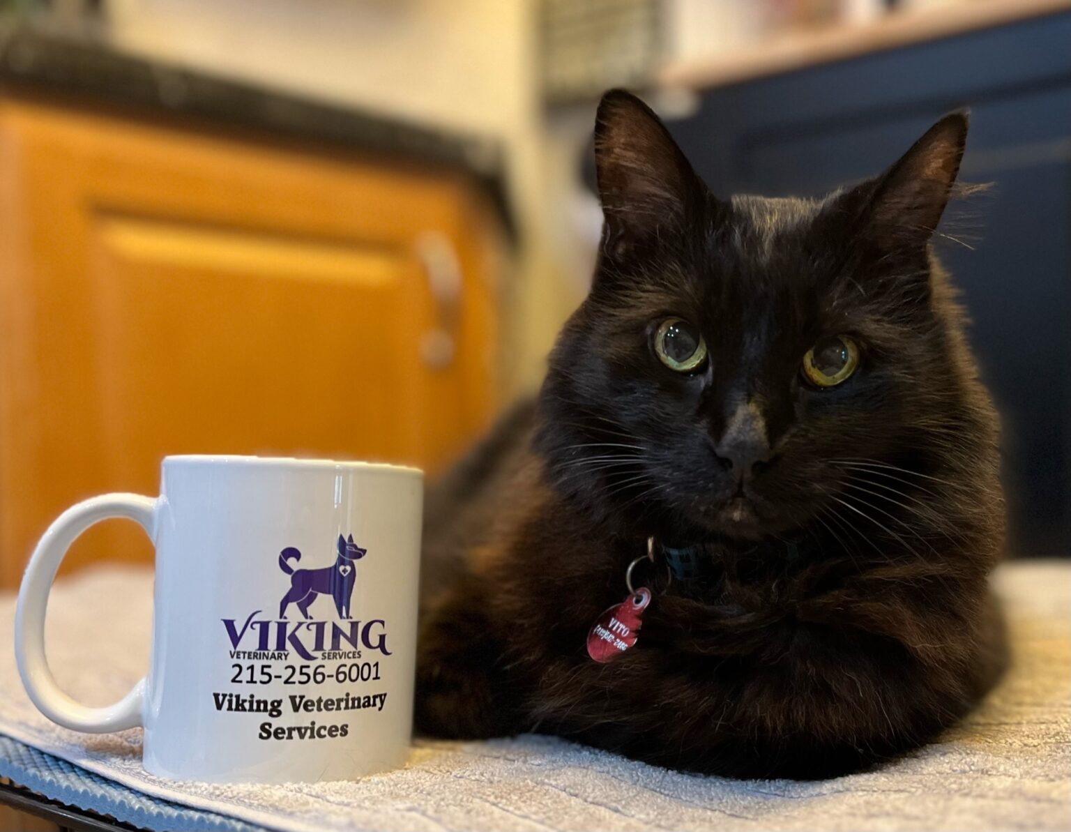 Homepage - Viking Veterinary Services