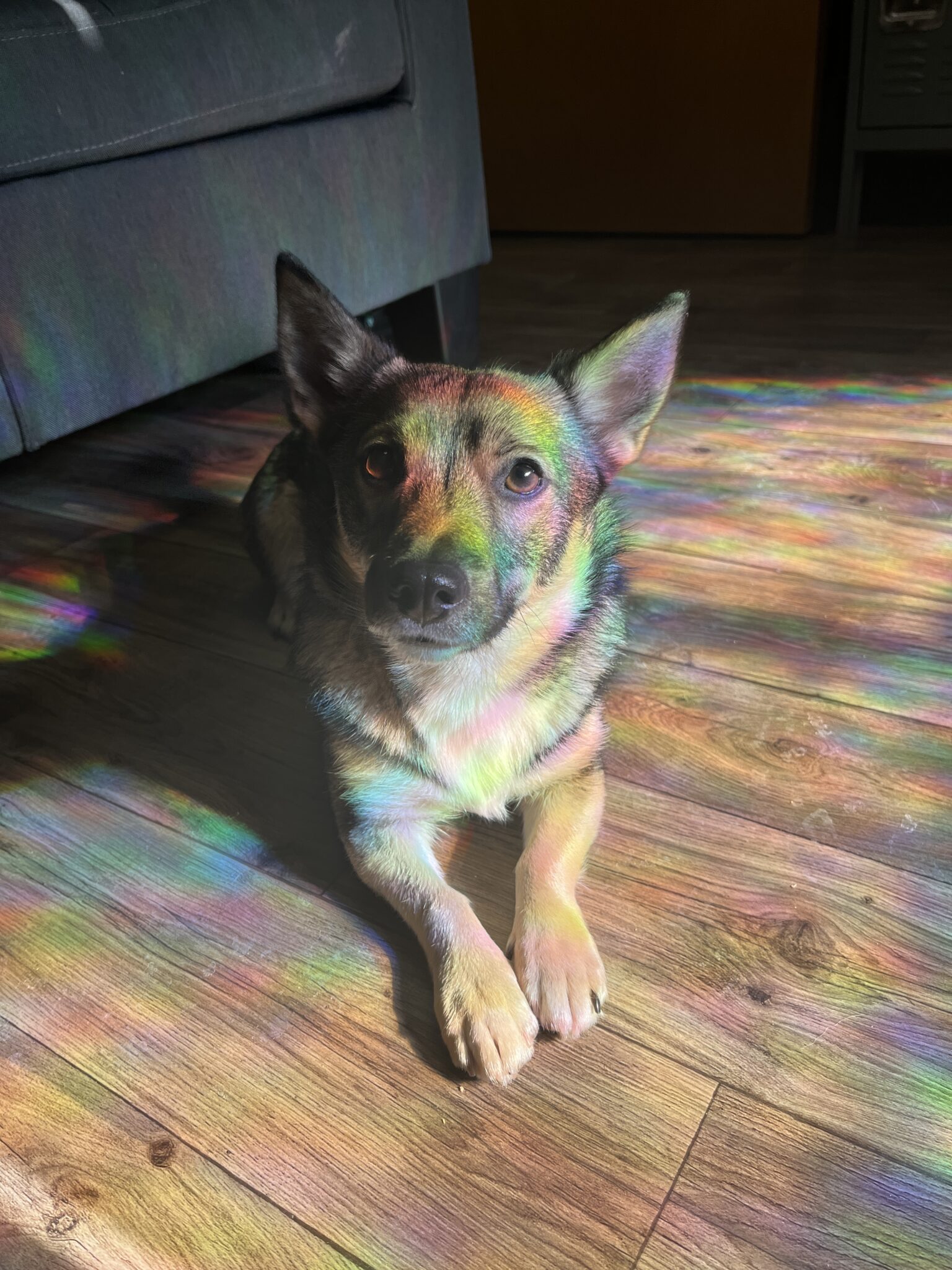 Homepage - Viking Veterinary Services