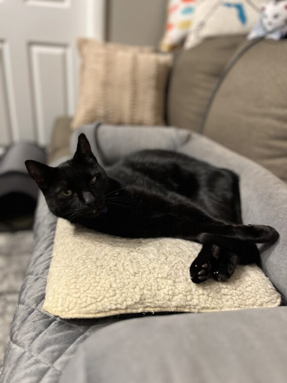 Homepage - Viking Veterinary Services