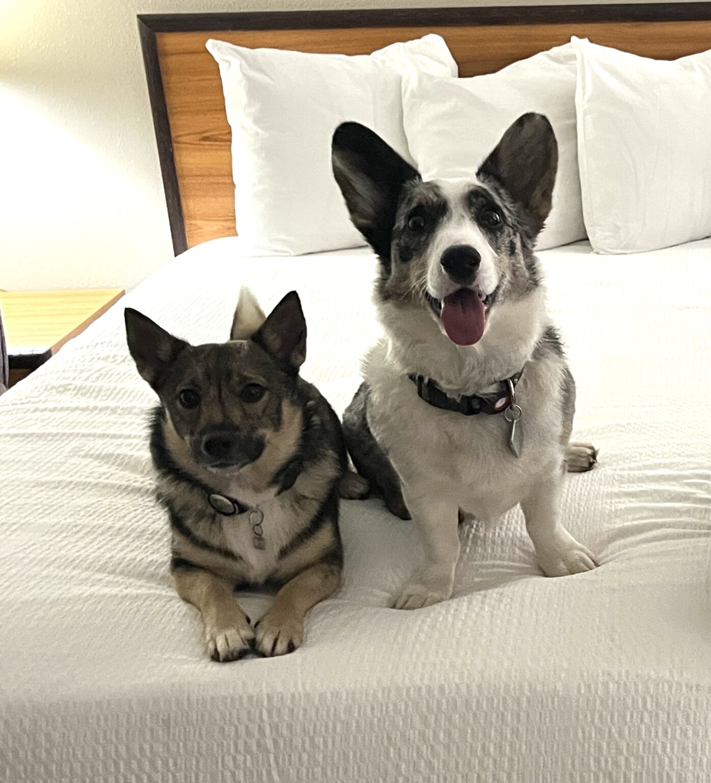 Homepage - Viking Veterinary Services