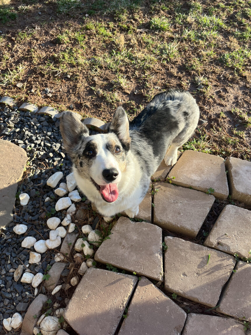 Homepage - Viking Veterinary Services